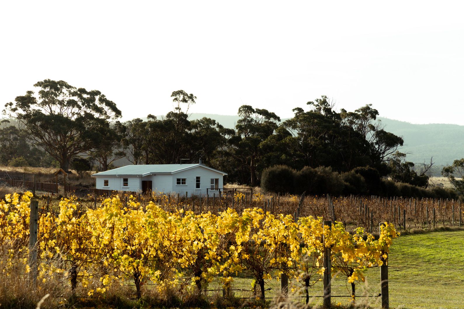 Pip's Place | Vineyard and accommodation in Tasmania